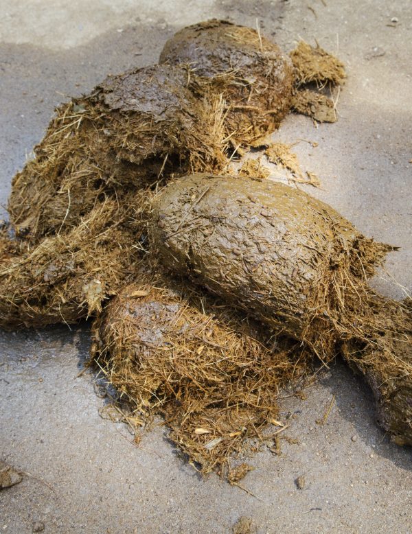 PAPER COLLECTION & PROCESSING – Eco Maximus