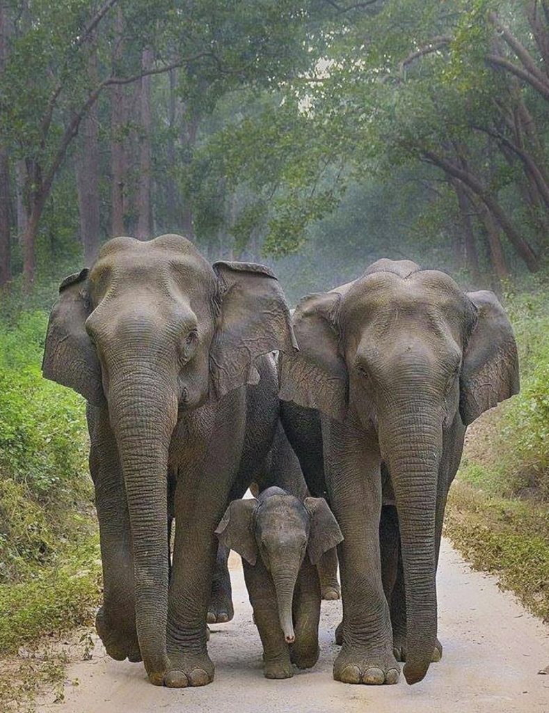 PAPER COLLECTION & PROCESSING – Eco Maximus